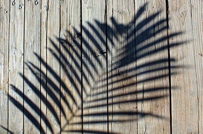 Shadows of date palm leaf stock image. Image of leaf - 125292323