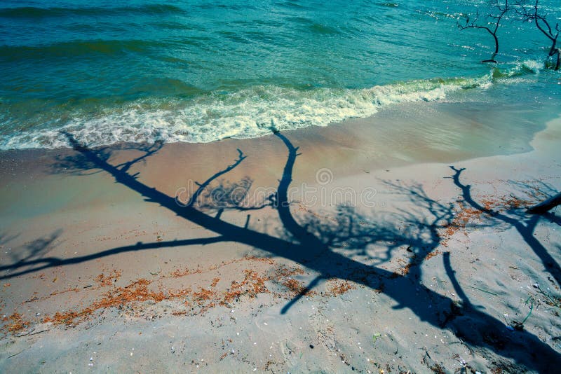 Shadow of the Dead Tree on the Beach Stock Image - Image of finland ...