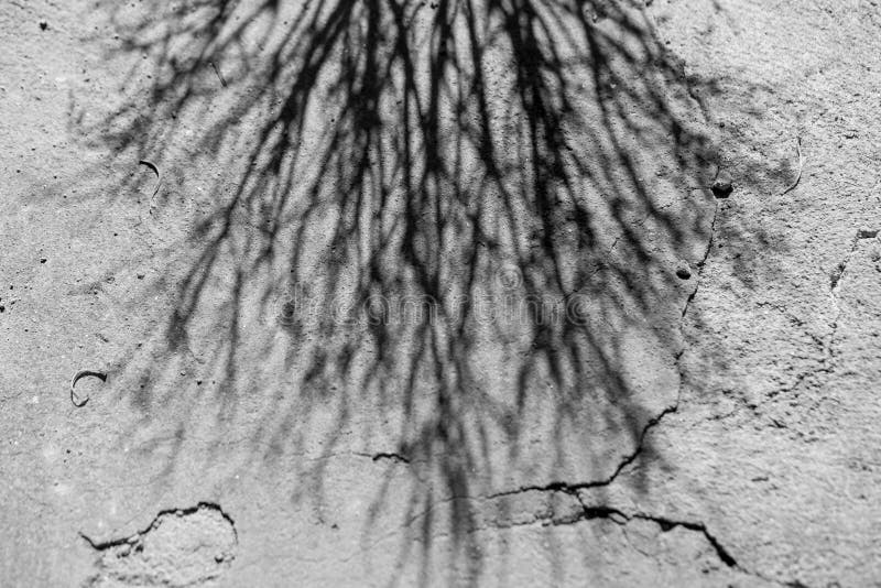 The shadow of dead tree stock image. Image of tree, trees - 99235883