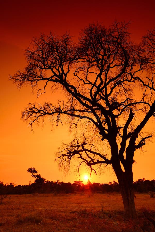 Shadow dead trees stock image. Image of wood, stalk, trunk - 71029187