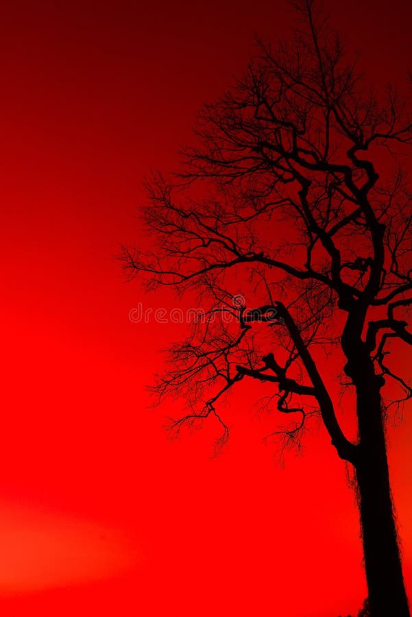 Shadow dead trees stock image. Image of isolated, season - 71479533