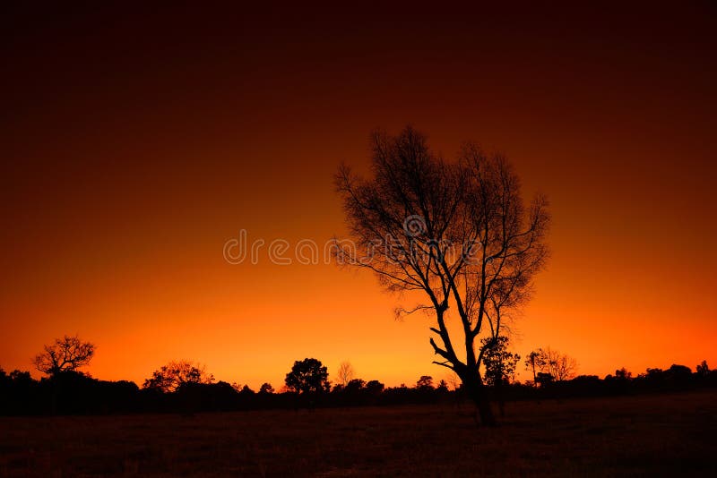 Shadow dead trees stock image. Image of desert, white - 71831919