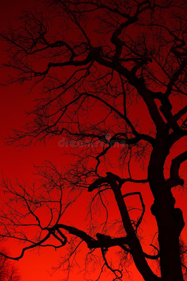 Shadow dead trees stock photo. Image of isolated, halloween - 71941772