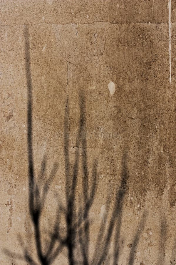 Shadow of a Deciduous Tree on a Grunge Wall Stock Image - Image of ...
