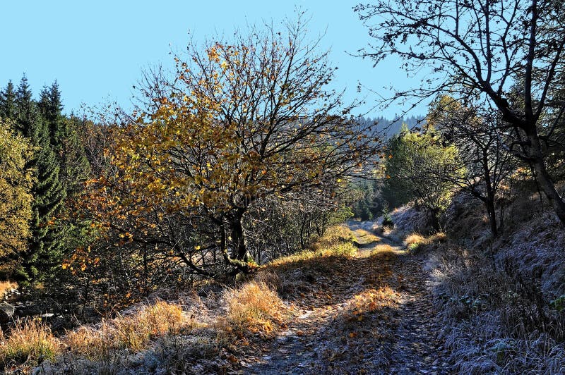 Shadow of Deciduous Trees on Dirt Road Stock Photo - Image of dirt ...