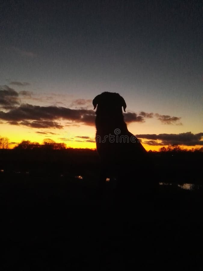 Shadow dog and sunset stock image. Image of black, sunset - 84587049