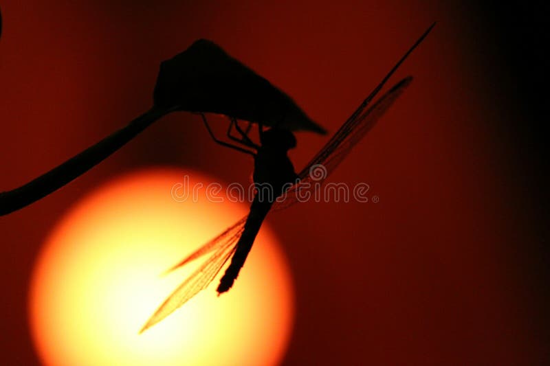 Shadow of Dragonfly. stock image. Image of dragonfly - 70747801