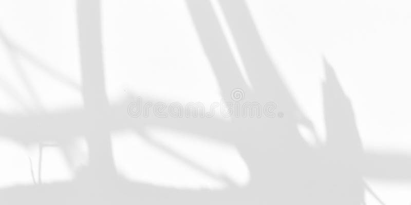 Shadow of Dried Twig Tree Overlay Effect Sunlight on White Wall. Stock ...