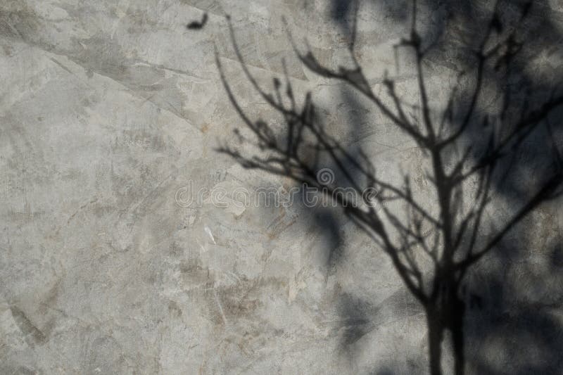Shadow of Dry Tree Branch on Loft-colored Walls Stock Image - Image of ...
