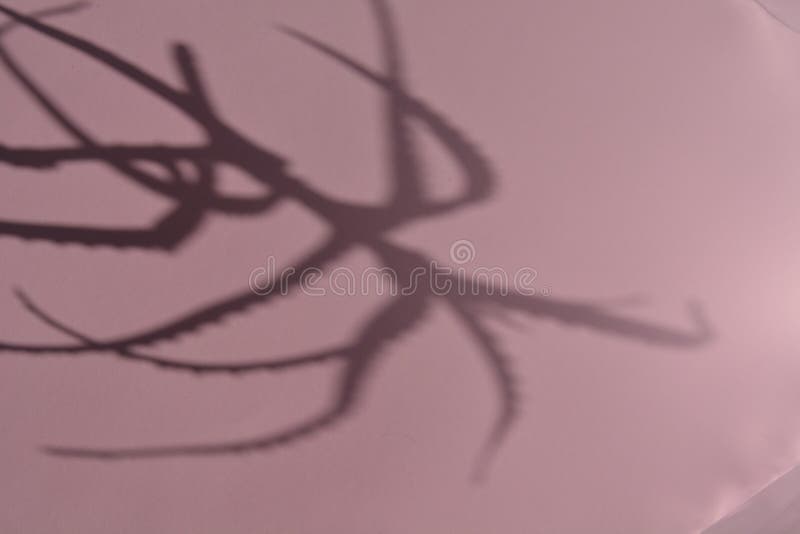 Shadow of an Exotic Flower on a Pink Background Stock Photo - Image of ...
