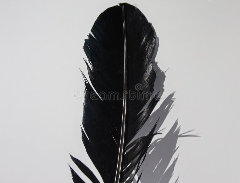 Shadow stock photo. Image of surreal, feather, shadow - 107041152