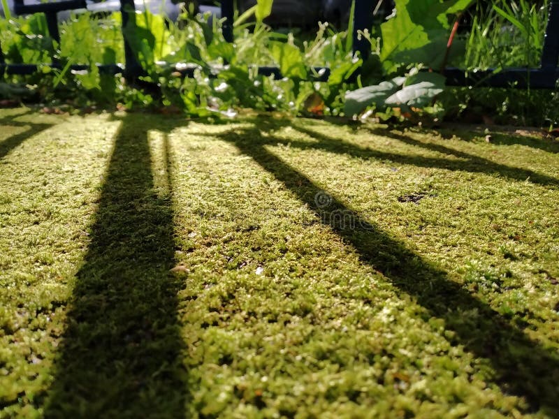 Shadow on moss stock photo. Image of outdoors, mossy - 141898224