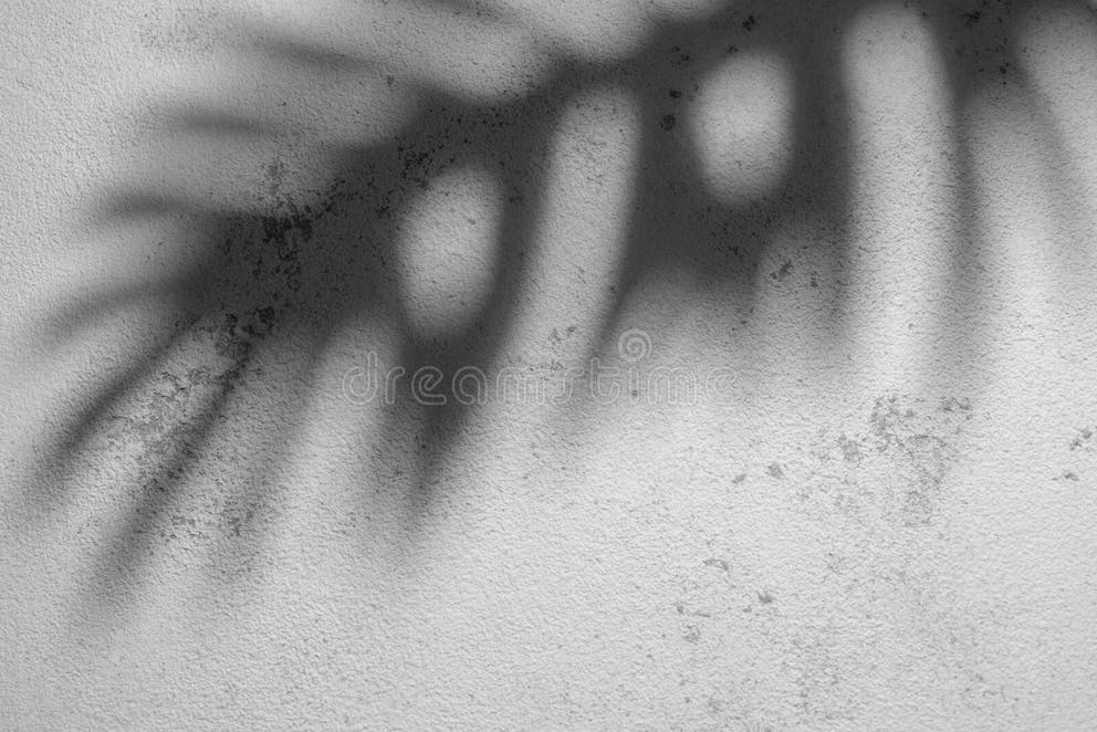 Shadow of a Fern Leaf Cast on a Textured White Wall during Daylight ...