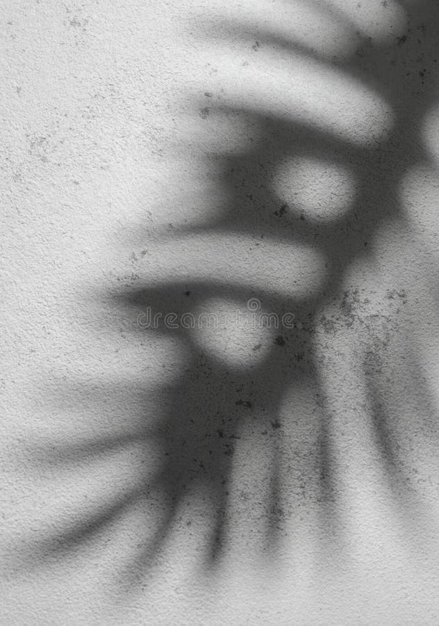 Shadow of a Fern Leaf Cast on a Textured White Wall during Daylight ...