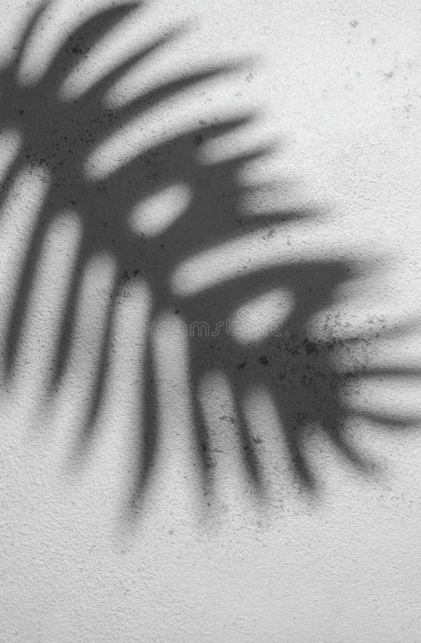 Shadow of a Fern Leaf Cast on a Textured White Wall during Daylight ...
