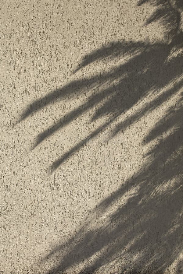 The Shadow of a Fir Tree on a Cement Beige Stucco Wall in the Light of ...
