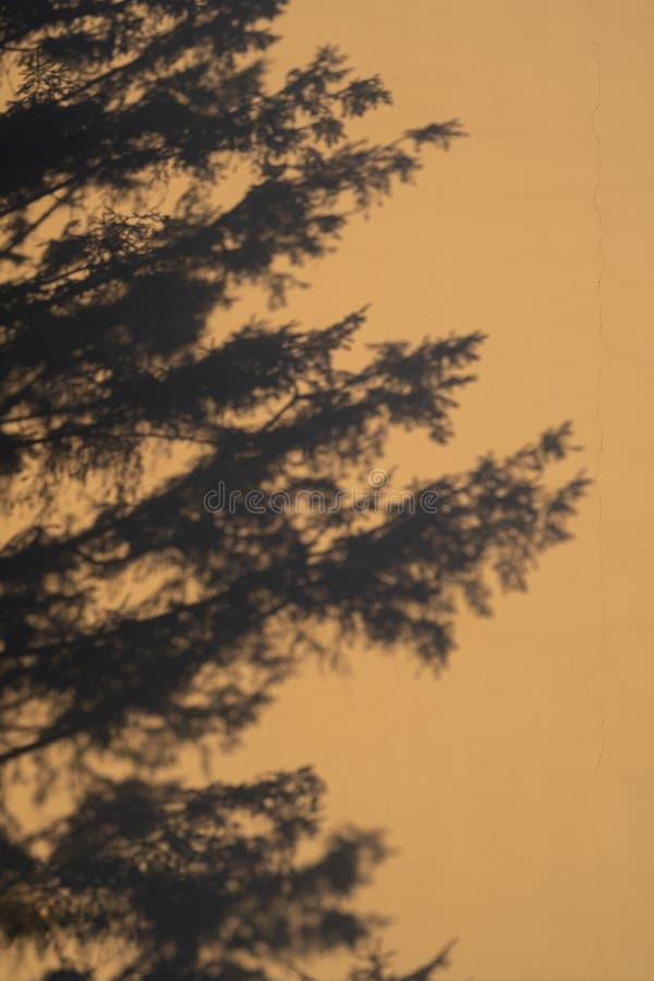 The Shadow of a Fir Tree on the Wall in the Light of the Setting Sun ...