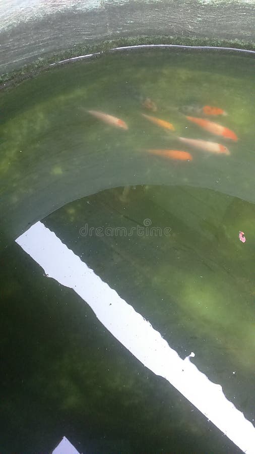 Shadow fish stock photo. Image of shadow, fauna, fish - 115134740