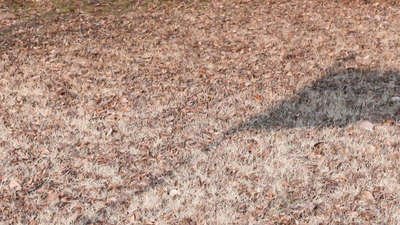 Shadow of Flag Waving in Wind Stock Video - Video of pole, hedge: 169552681