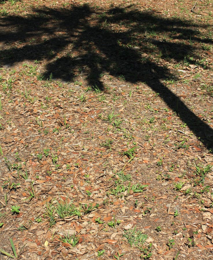 Palm Tree Shadow on the Ground during the Spring Stock Photo - Image of ...