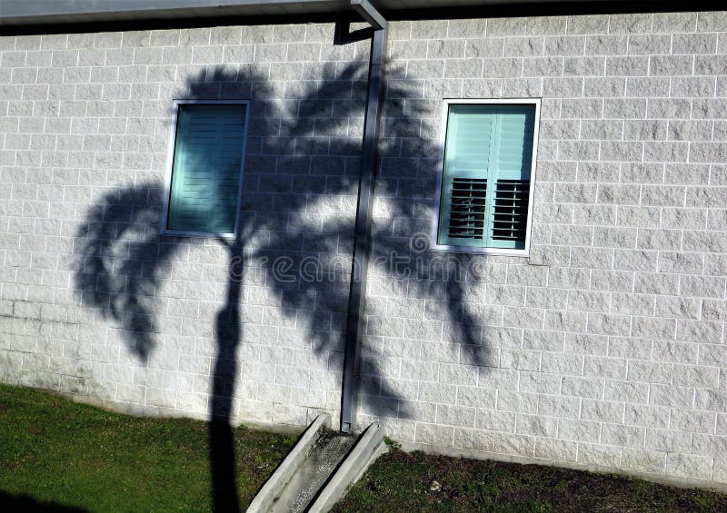 Shadow of Florida Palm Tree Stock Image - Image of side, building ...