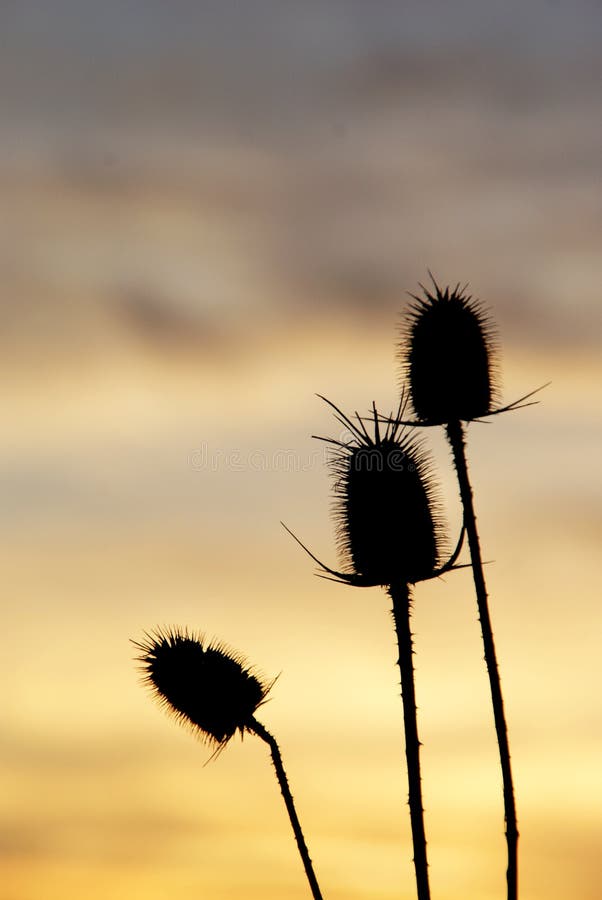 Shadow Flower stock image. Image of contrast, sunny, flower - 17862399