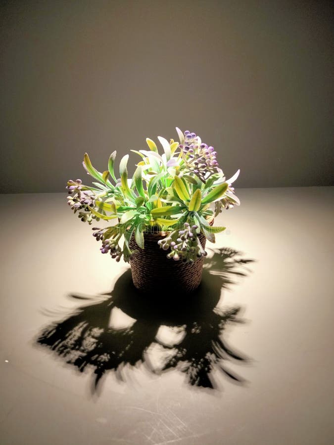 Shadow Flower Tulip Plant Leaf Summer Background Overlay Fall Nature ...