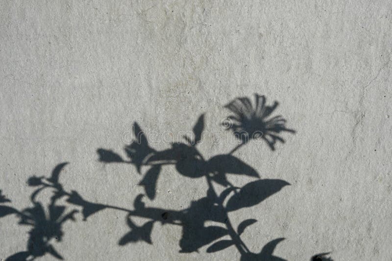 Shadow Flower and Leaves on Gray Stone Wall Texture Stock Image - Image ...