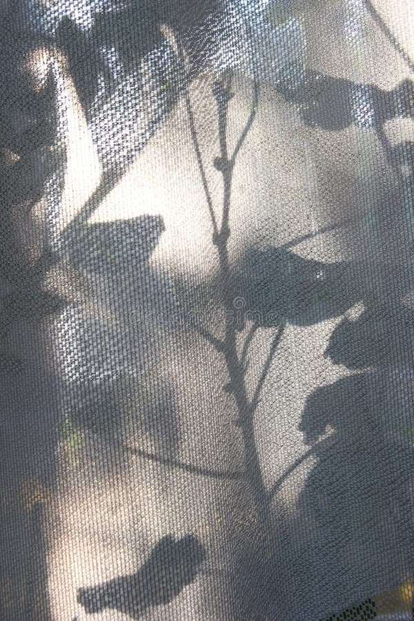 The Shadow of the Flowers on the Curtain. Stock Image - Image of ...