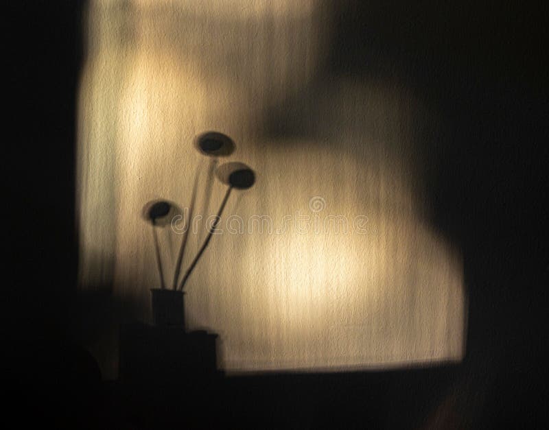 Shadow of Flowers in the Small Vase on the Wall Stock Photo - Image of ...