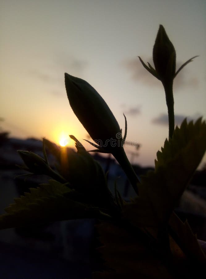 Shadow flowers with sunset stock image. Image of light - 192841257
