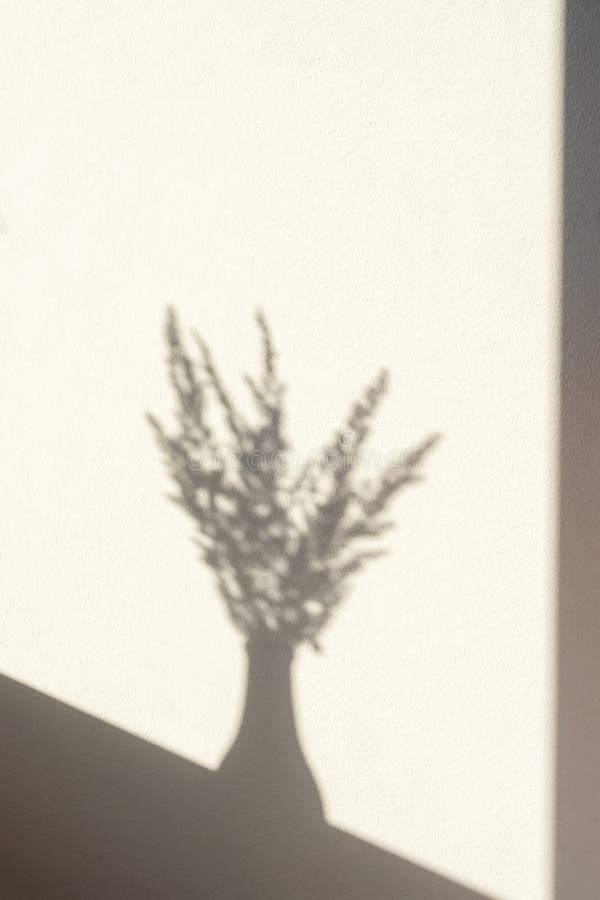 Shadow of Flowers in Vase on White Wall Stock Image - Image of flower ...