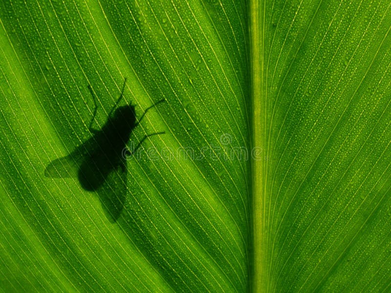 Shadow of Fly stock photo. Image of morning, green, nature - 2187206
