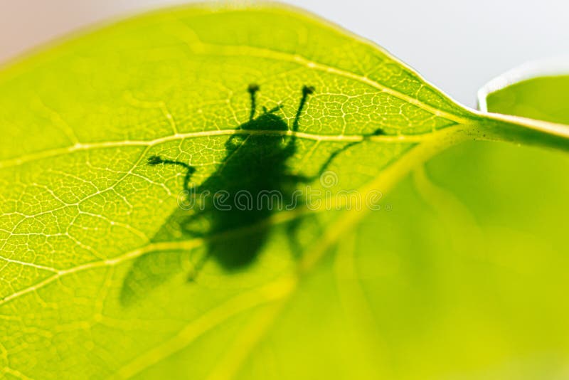 Shadow of a Fly on a Green Leaf in the Park Stock Photo - Image of ...