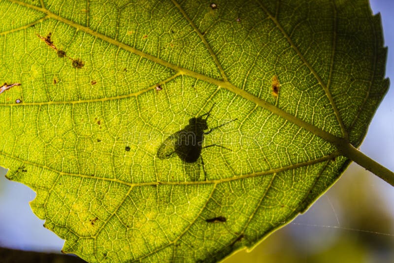 Shadow of a fly on a leaf stock image. Image of shadow - 184570047