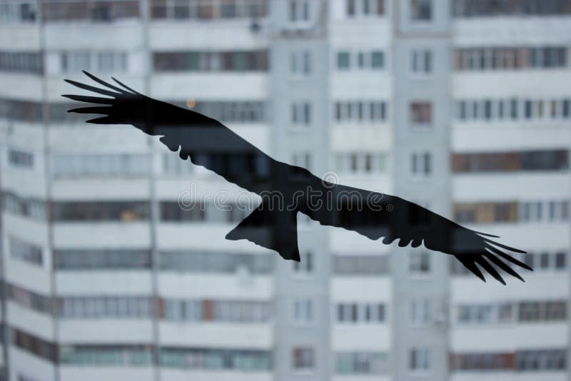 Shadow of flying eagle stock photo. Image of concept - 155081888