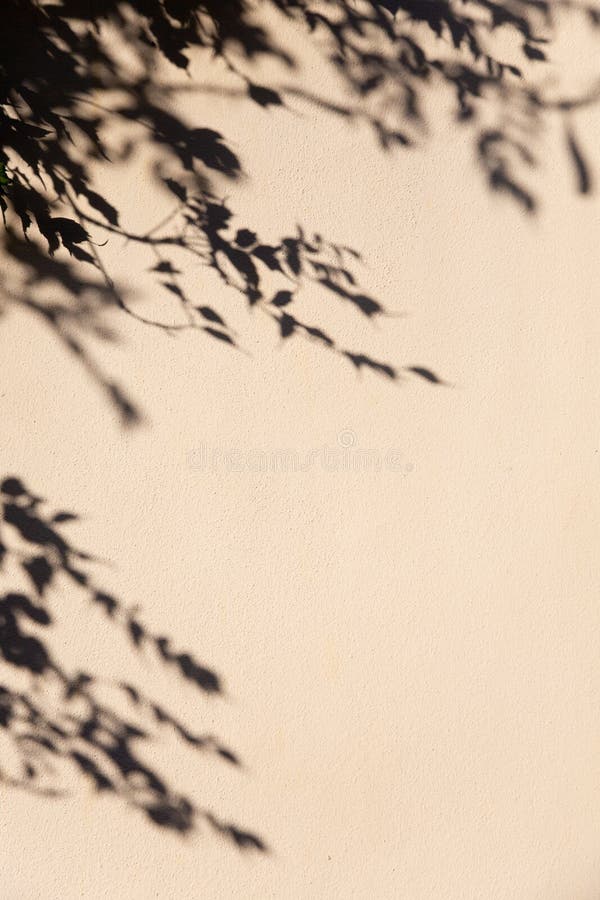 The Shadow of the Foliage Against the Light Wall. Stock Image - Image ...