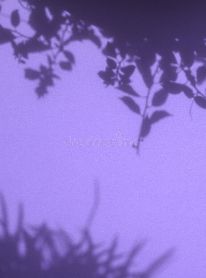 Shadow of Foliage on Purple Background Stock Image - Image of copy ...