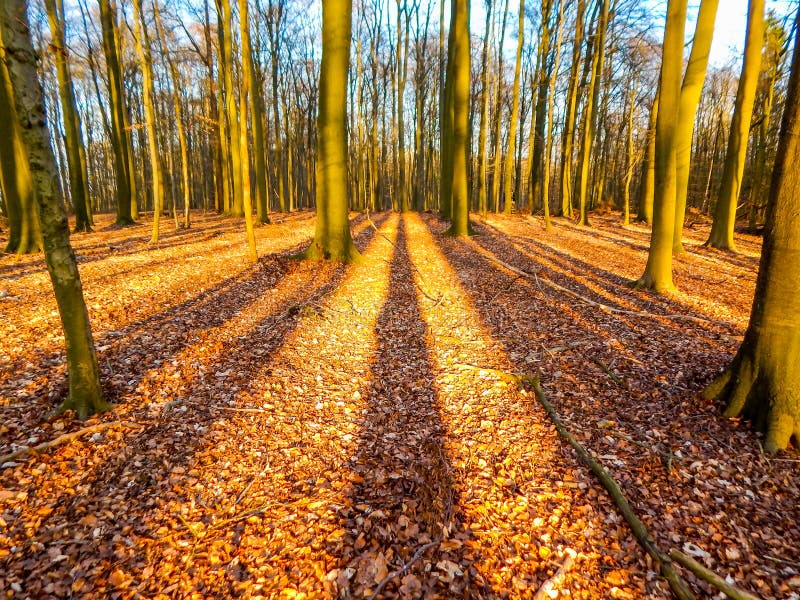 Shadow in the forest stock photo. Image of shine, tree - 3952008