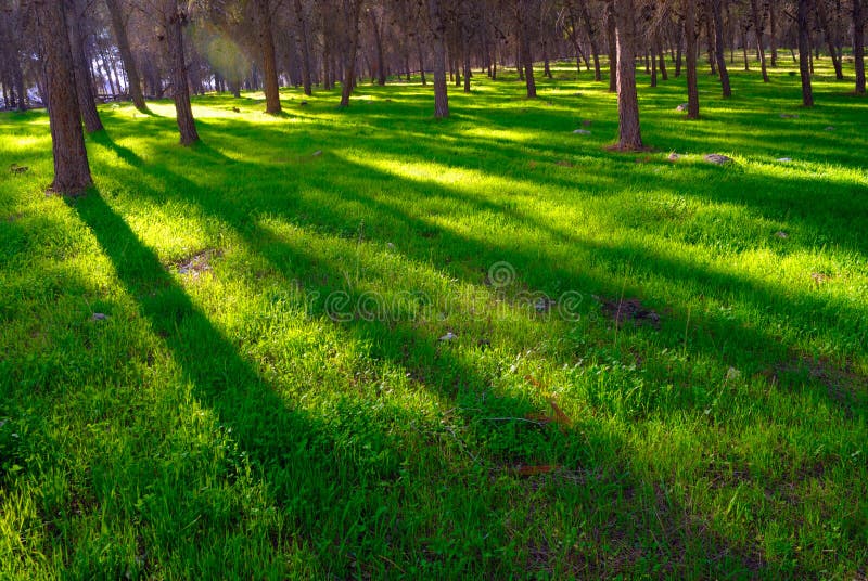 Shadow in the forest stock image. Image of backlight, setting - 3920451