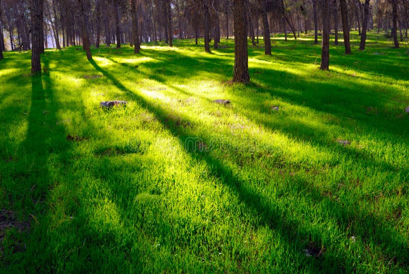 Shadow in the forest stock photo. Image of shine, tree - 3952008