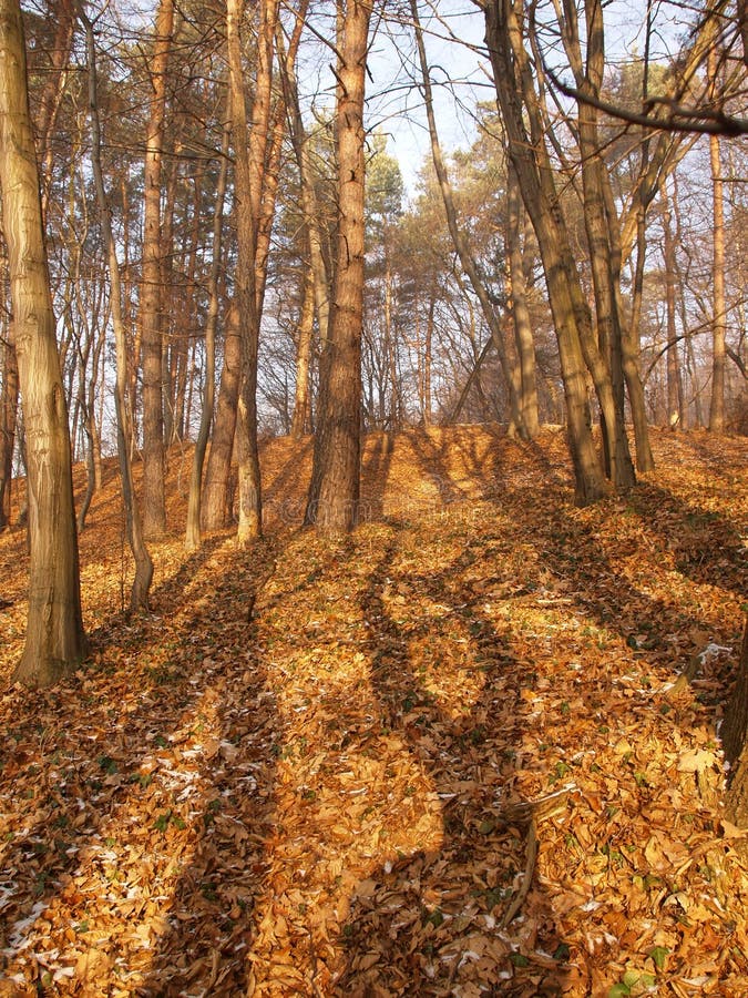 Shadow in the forest stock photo. Image of casting, shine - 7638206