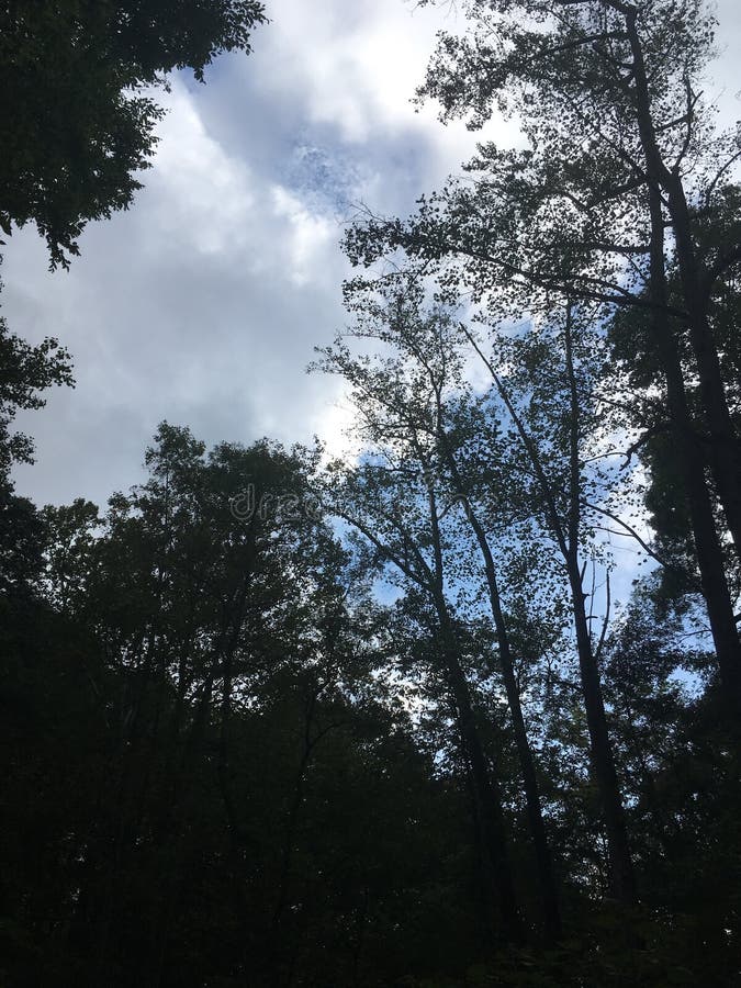 Shadow Forest stock photo. Image of blue, forest, bright - 81704584