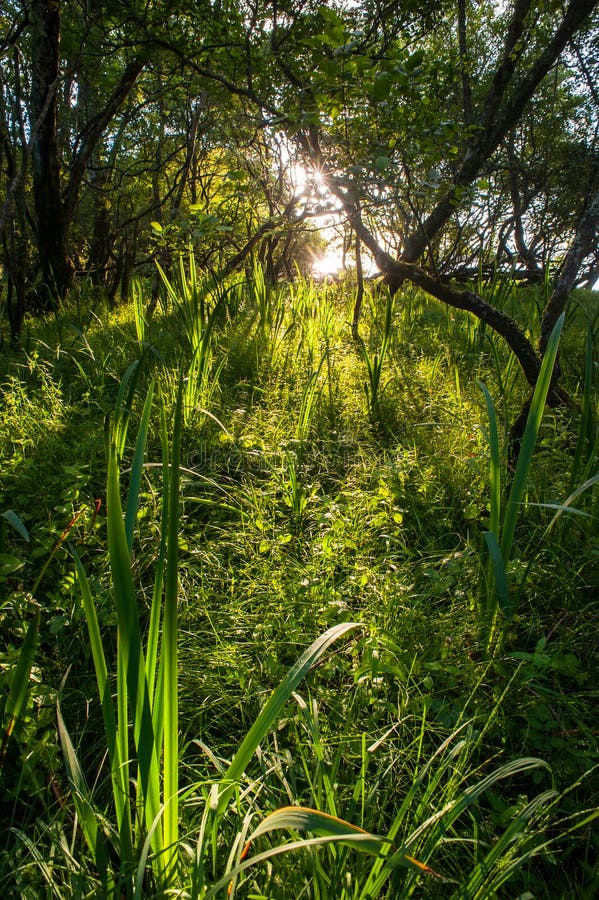 Shadow forest light stock image. Image of enticing, dramatic - 32543701