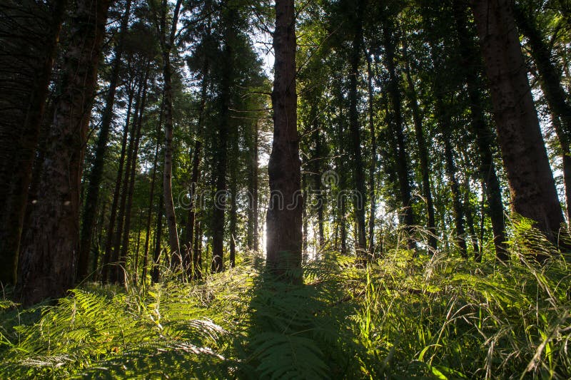 Shadow forest stock image. Image of landscape, energy - 32542877