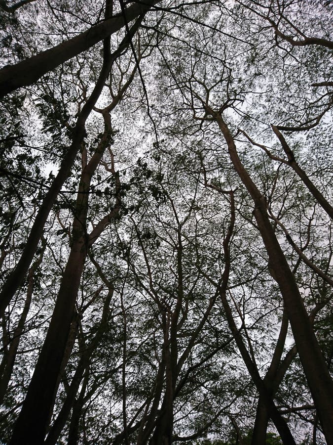 Shadow and forest stock photo. Image of shadows, forests - 202729150