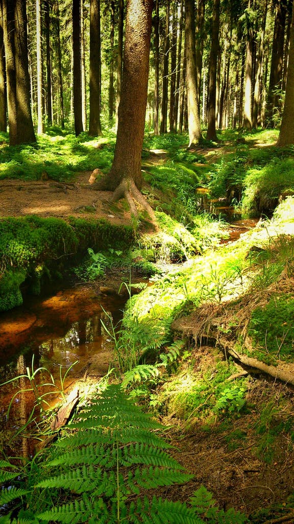 Shadow in forest stock image. Image of tree, forest - 114923017