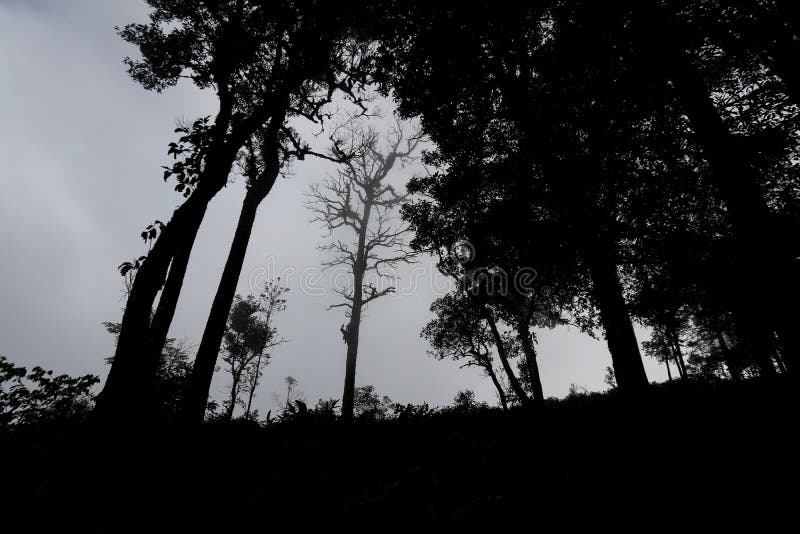 Shadow of the Forest after Sunset Stock Photo - Image of forest, view ...