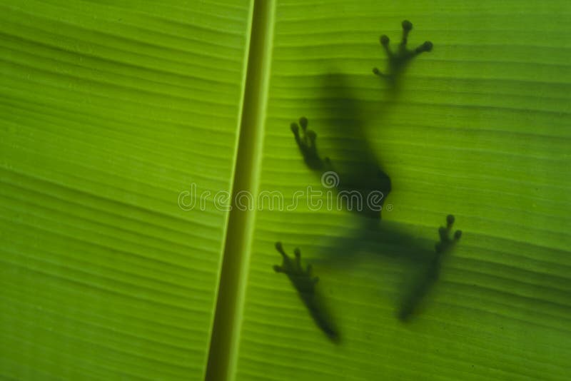 Shadow Frog stock image. Image of leaf, frog, simple - 117567801