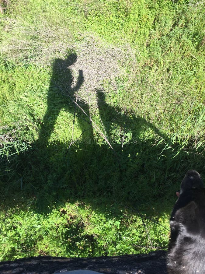 Shadow fun in forest stock image. Image of climbing - 123483547